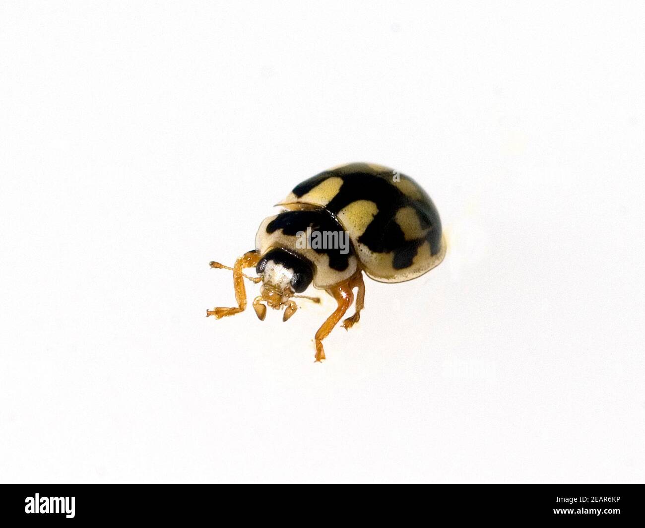 Marienkaeferarten hi-res stock photography and images - Alamy