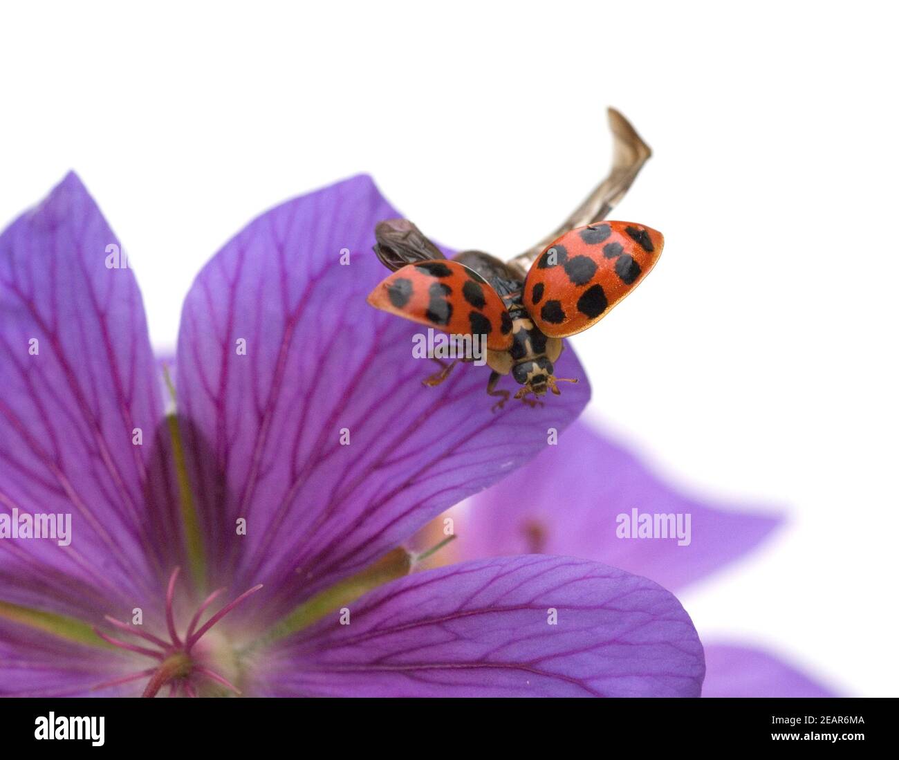 Japanischer marienkaefer hi-res stock photography and images - Alamy