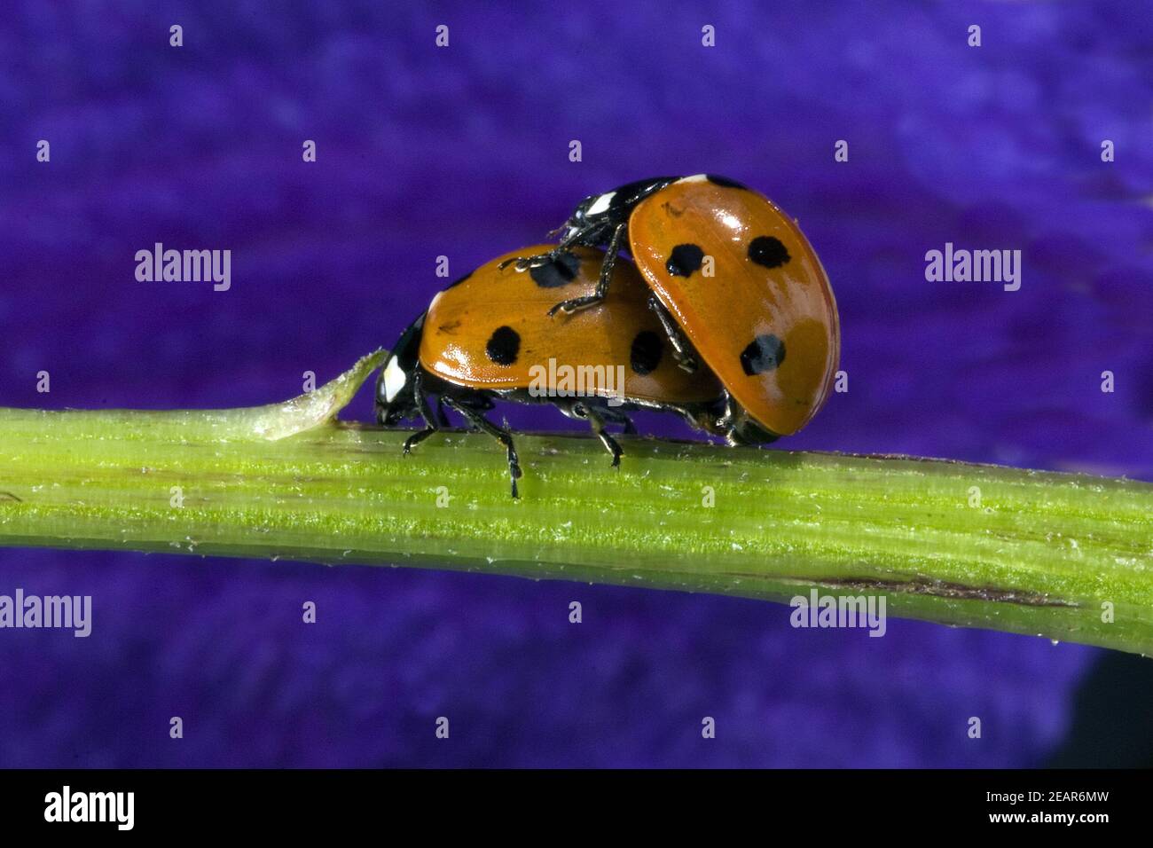 Marienkaeferarten hi-res stock photography and images - Alamy