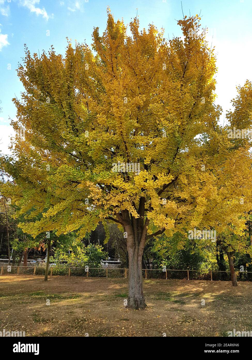 Ginkgobaum, Ginkgo biloba Stock Photo - Alamy