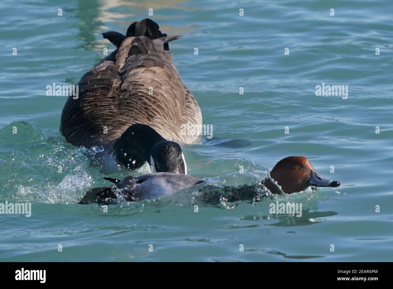 Males bright red head and black neck hi-res stock photography and ...