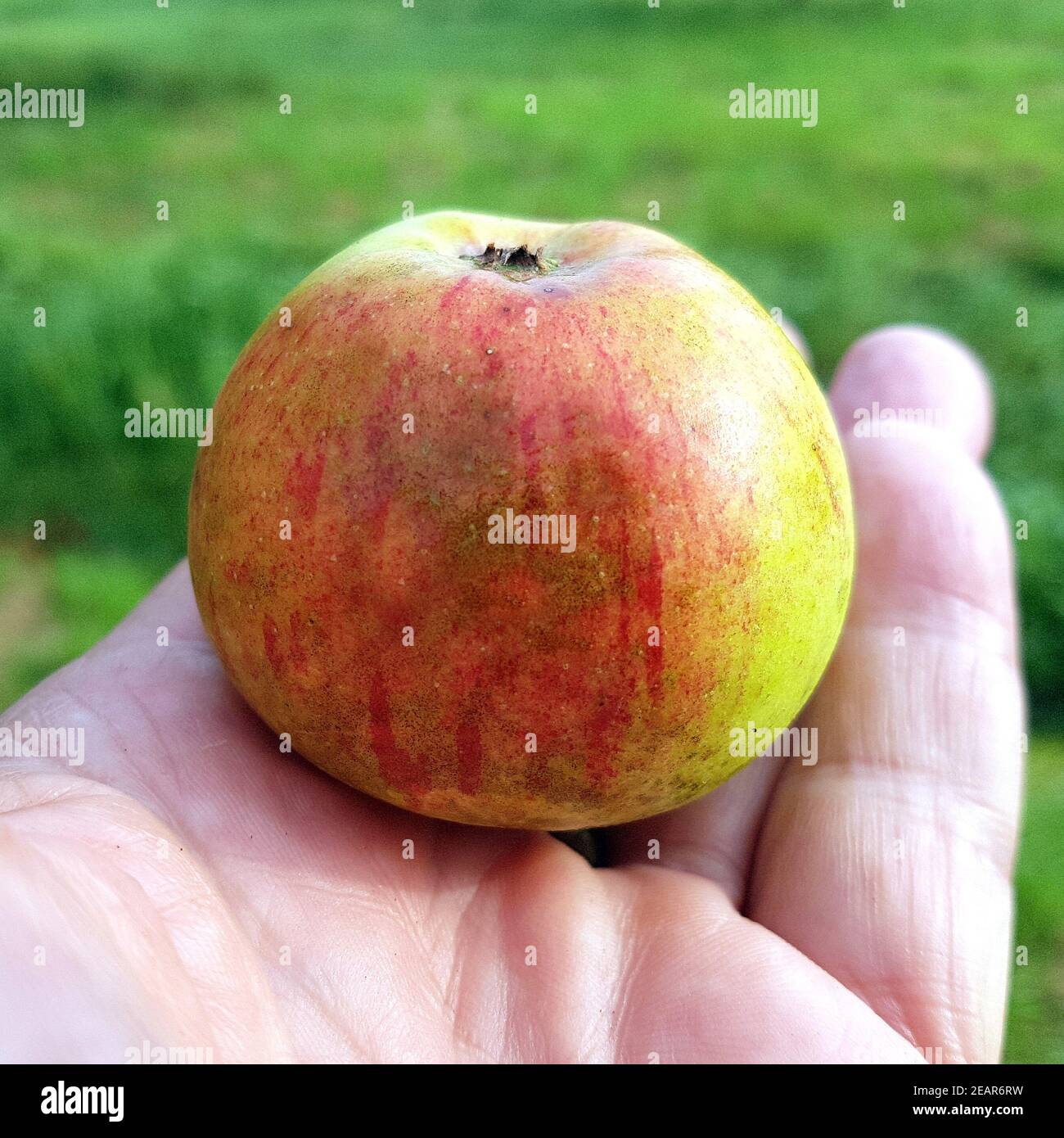 Martini, Apfel, Malus, domestica, Alte Apfelsorten Stock Photo - Alamy