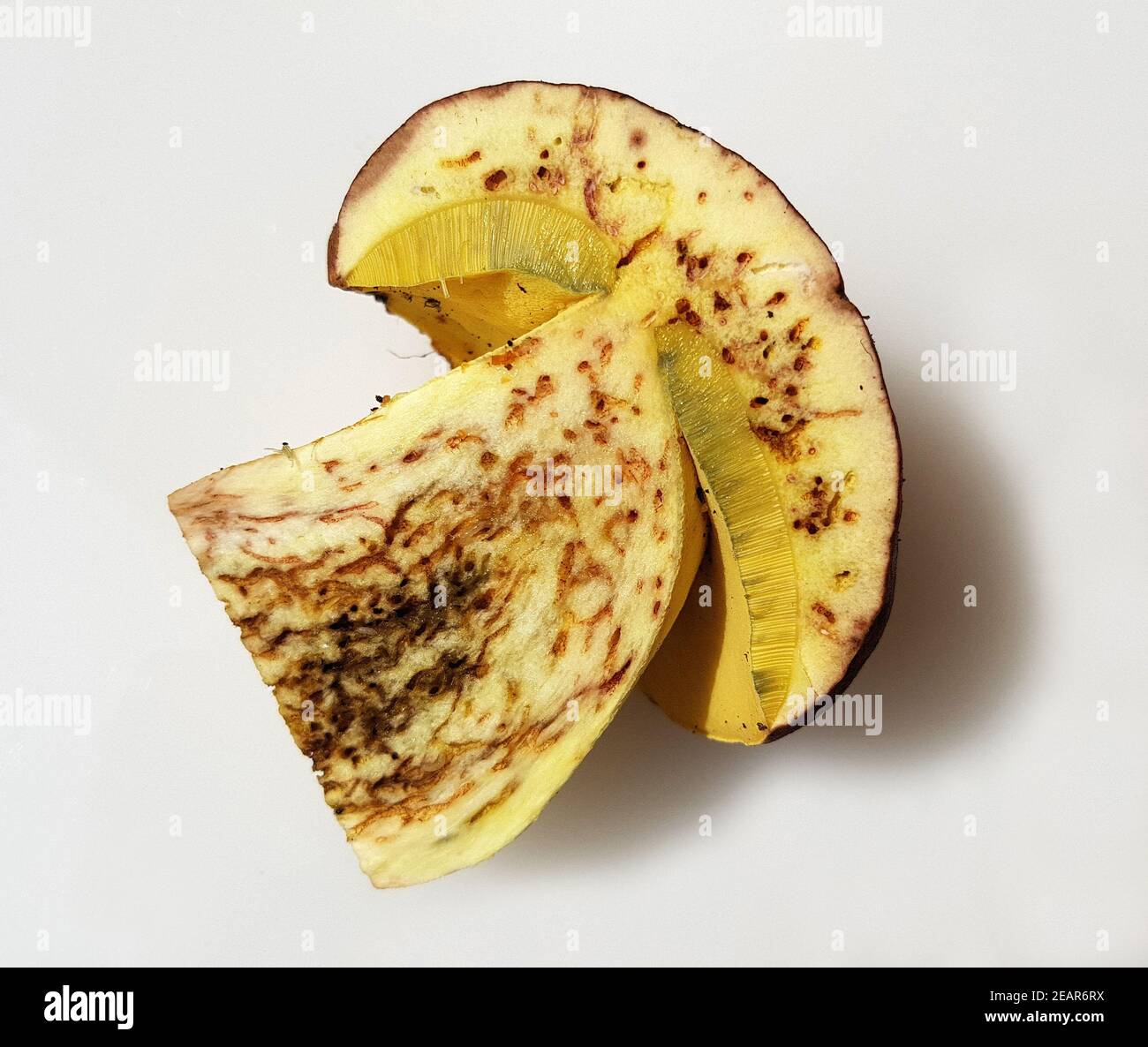 Maronenroehrling Boletus Badius wurmig, Maden Stock Photo - Alamy