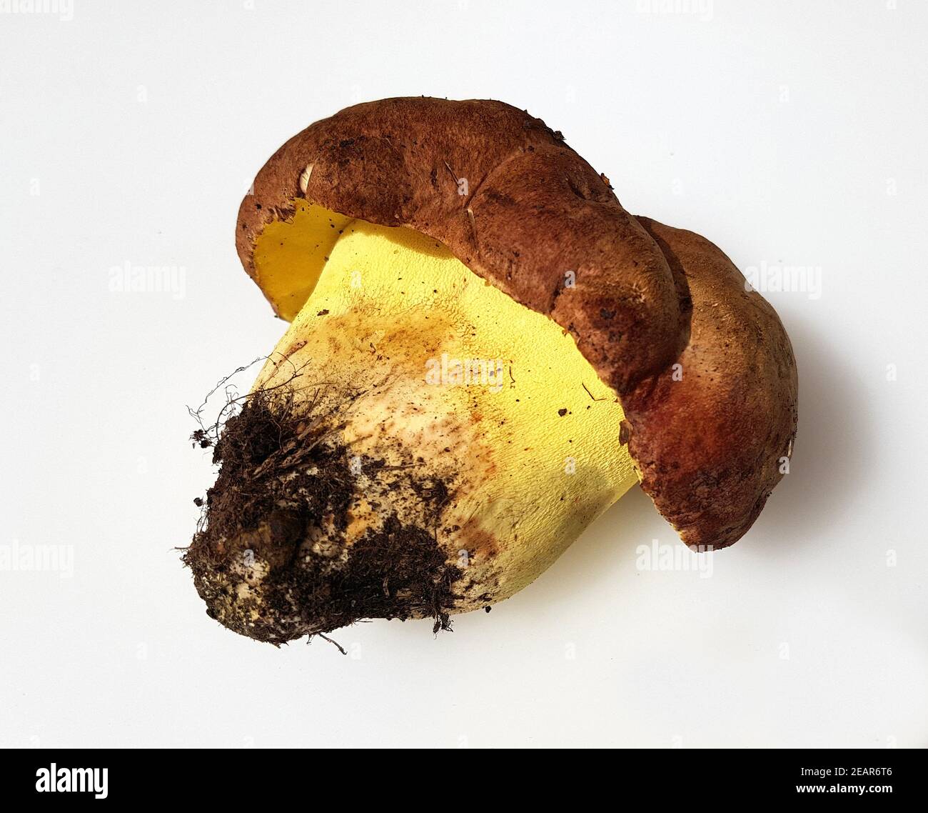 Maronenroehrling hi-res stock photography and images - Alamy