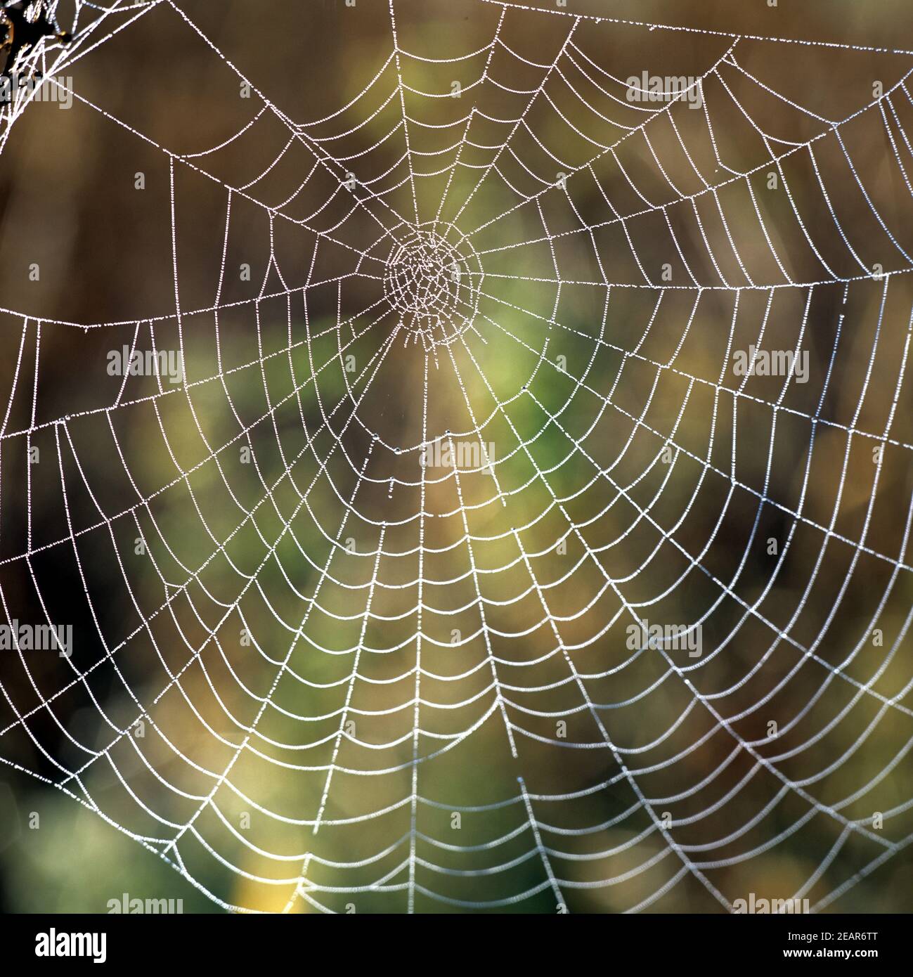 Spinnwebe hi-res stock photography and images - Alamy
