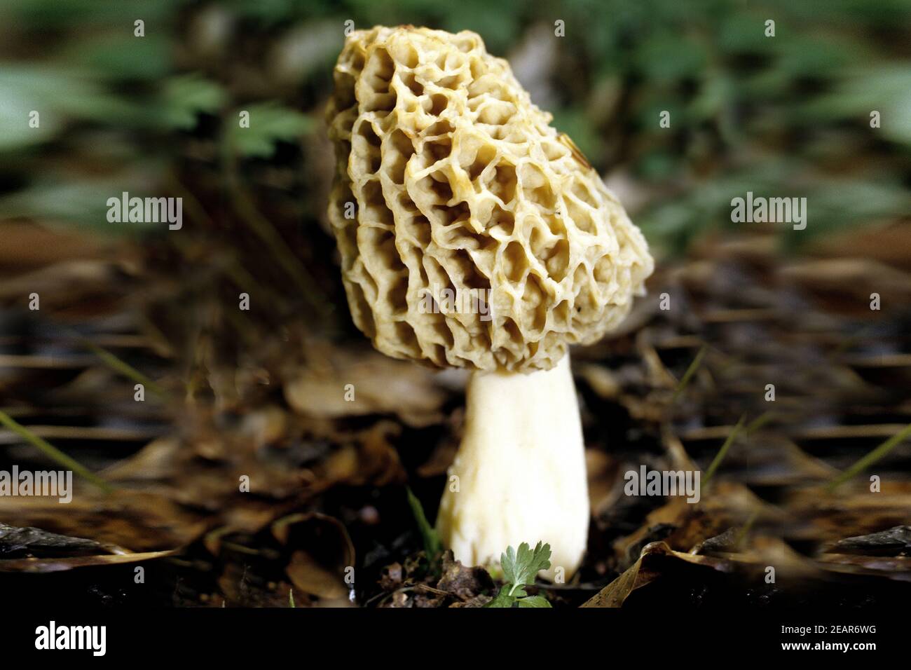 Speisemorchel, Morchella, Esculenta Stock Photo - Alamy