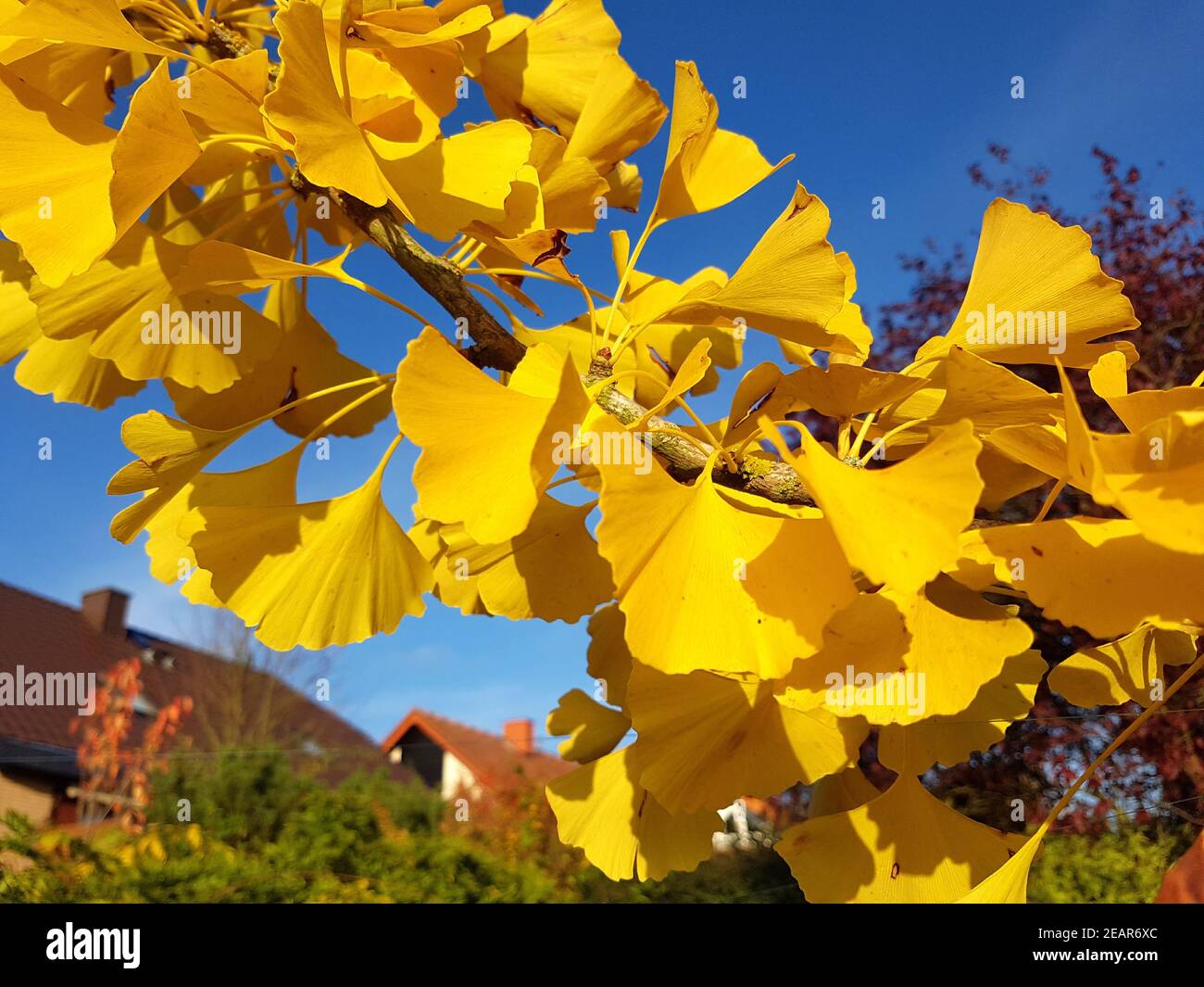 Ginkgoblaetter Herbst, Ginkgo biloba Ginkgonadel Stock Photo - Alamy