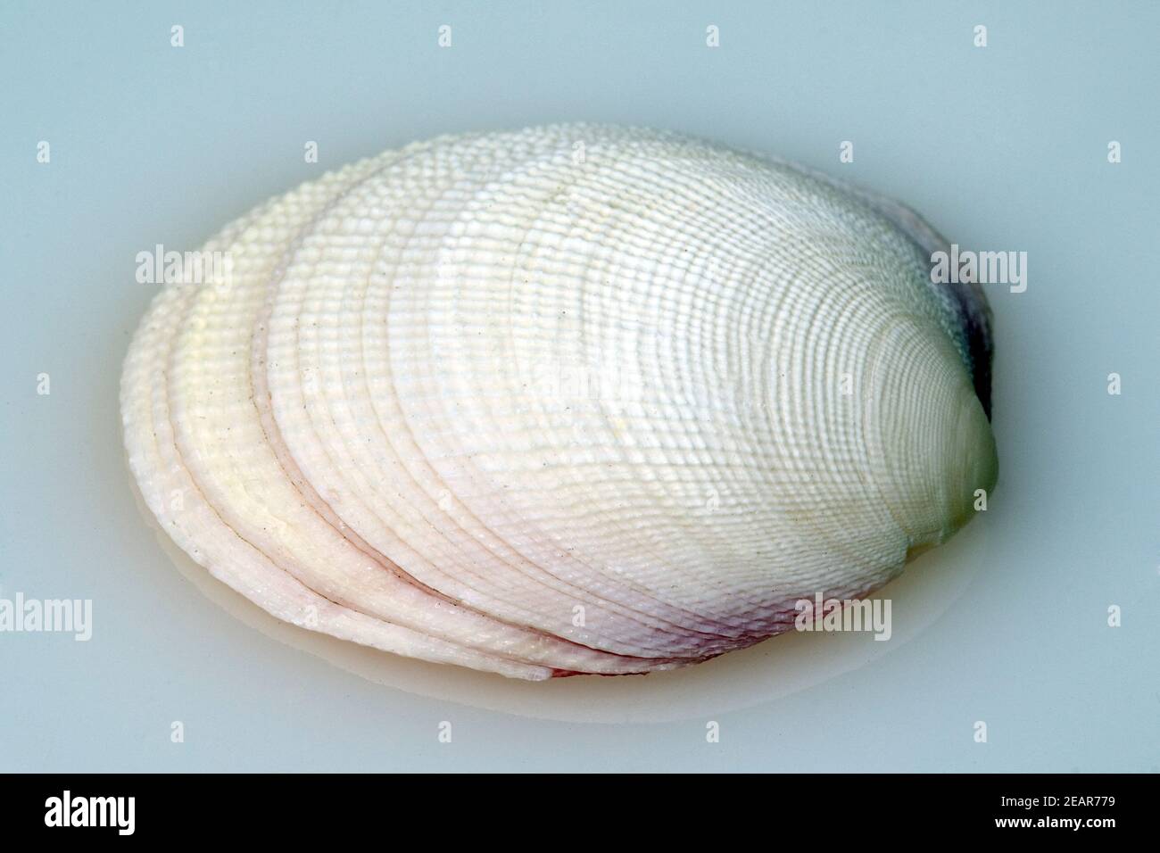 Muschelschalen hi-res stock photography and images - Alamy