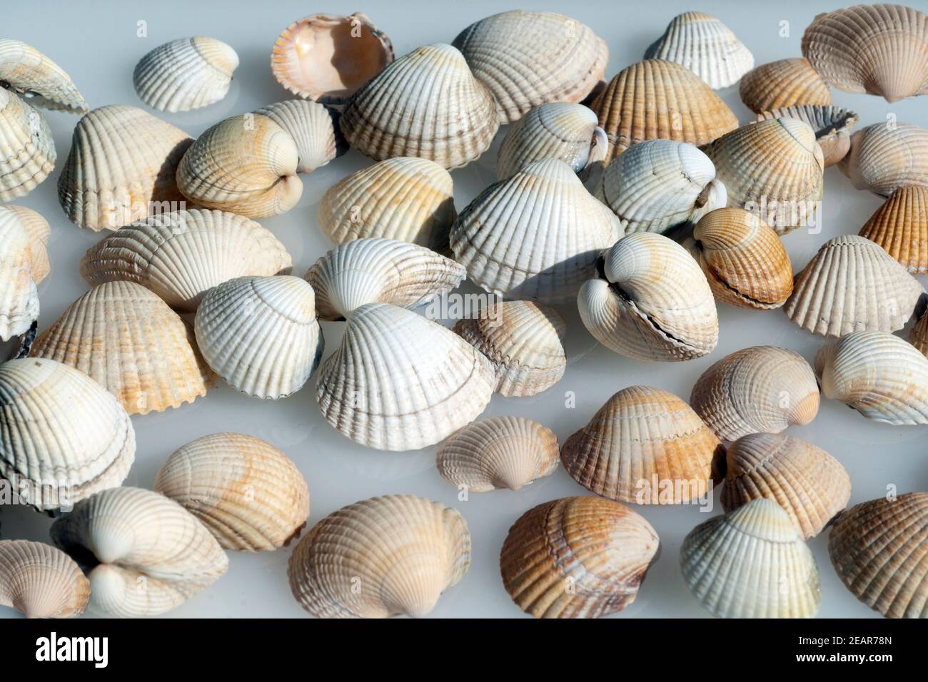 Herzmuschel, Cerastoderma, edule Stock Photo - Alamy