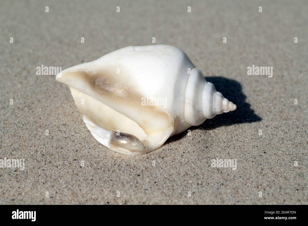 Astraea snail hi-res stock photography and images - Alamy