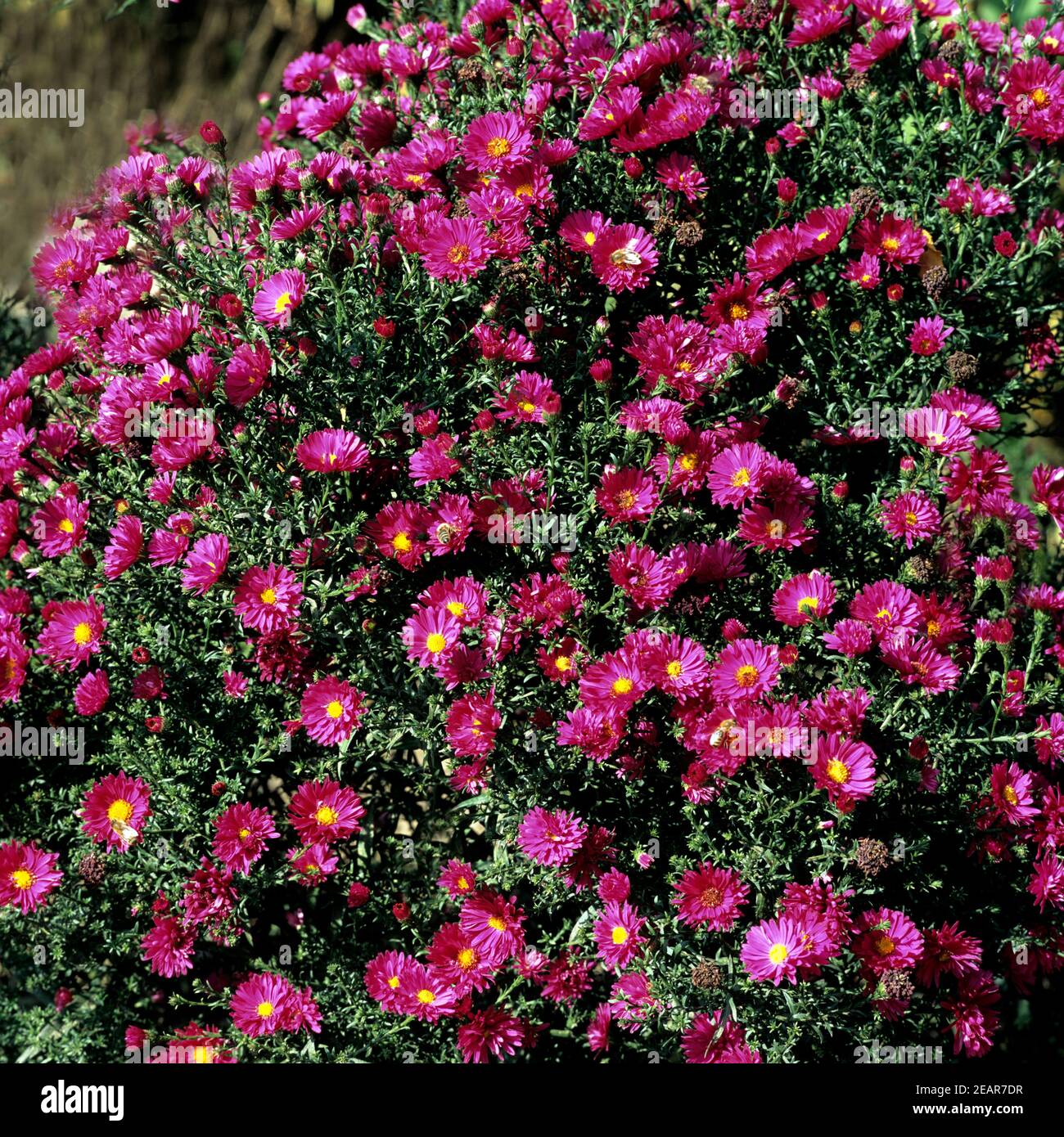 Royal rubi hi-res stock photography and images - Alamy