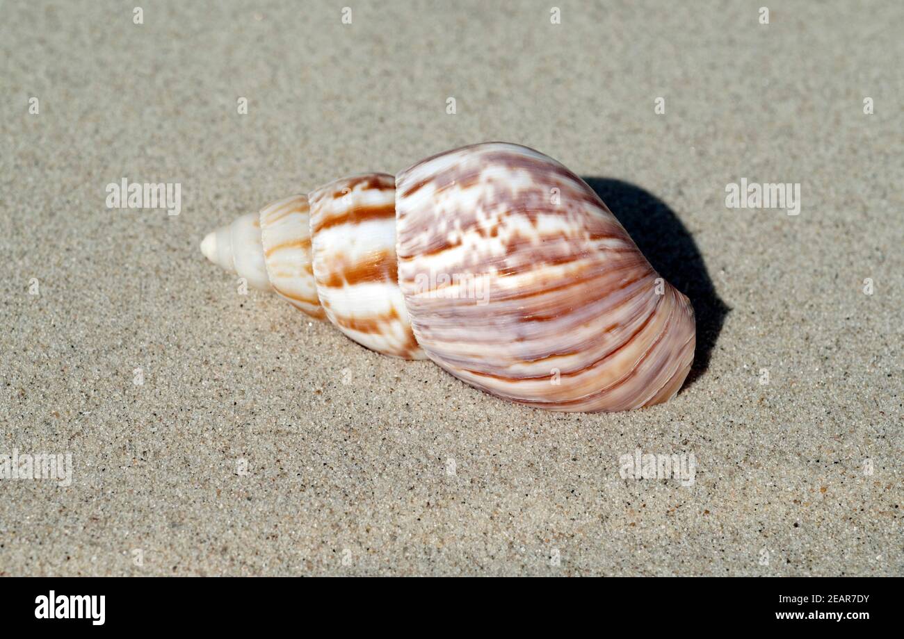 Astraea snail hi-res stock photography and images - Alamy