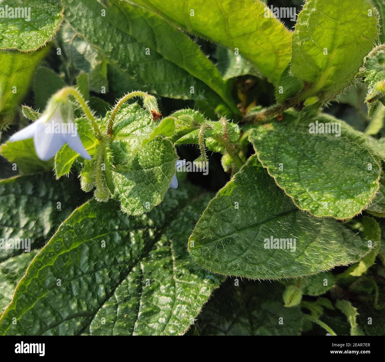 Stauden Borretsch, borago pygmaea, Kraeuter, Heilpflanze Stock Photo ...