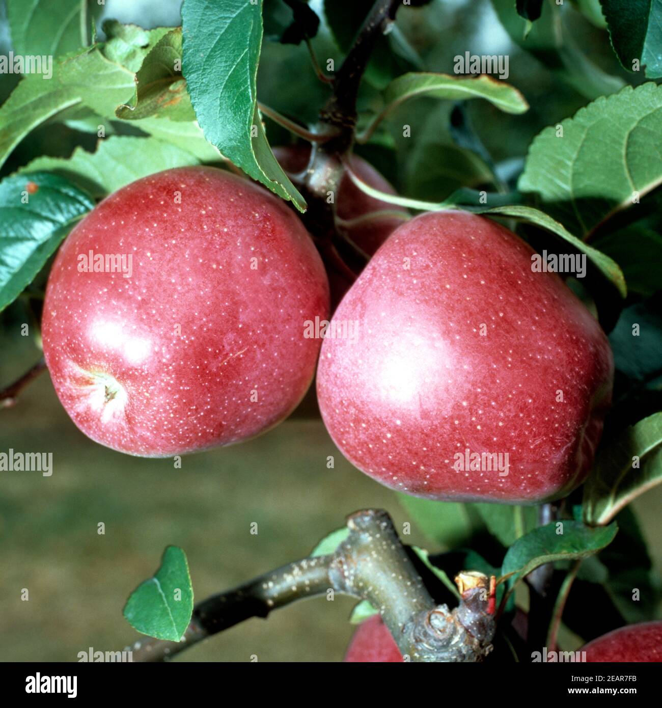 Apfelsorte domestica hi-res stock photography and images - Alamy