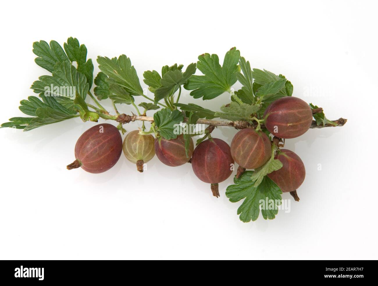 Gartenpflanzen Cut Out Stock Images & Pictures - Alamy