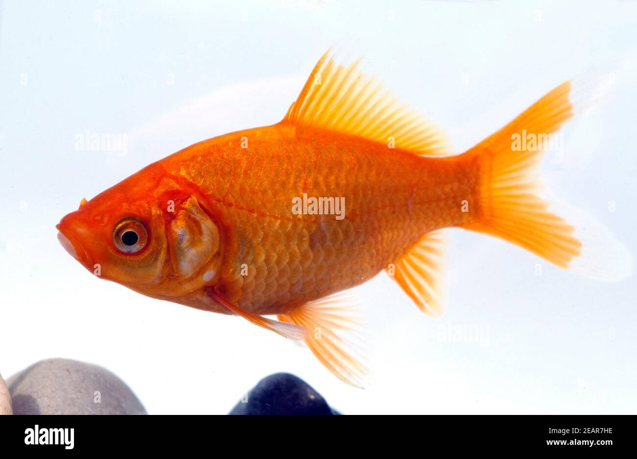 Goldfisch, Carassius gibelio, Suesswasserfisch Stock Photo - Alamy