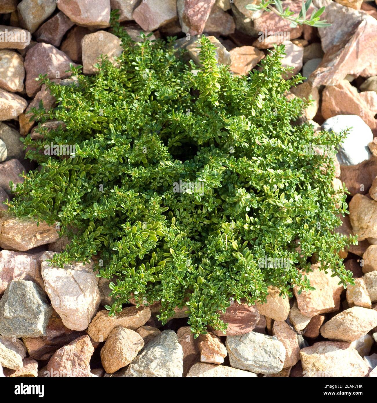 Goldblatt hi-res stock photography and images - Alamy