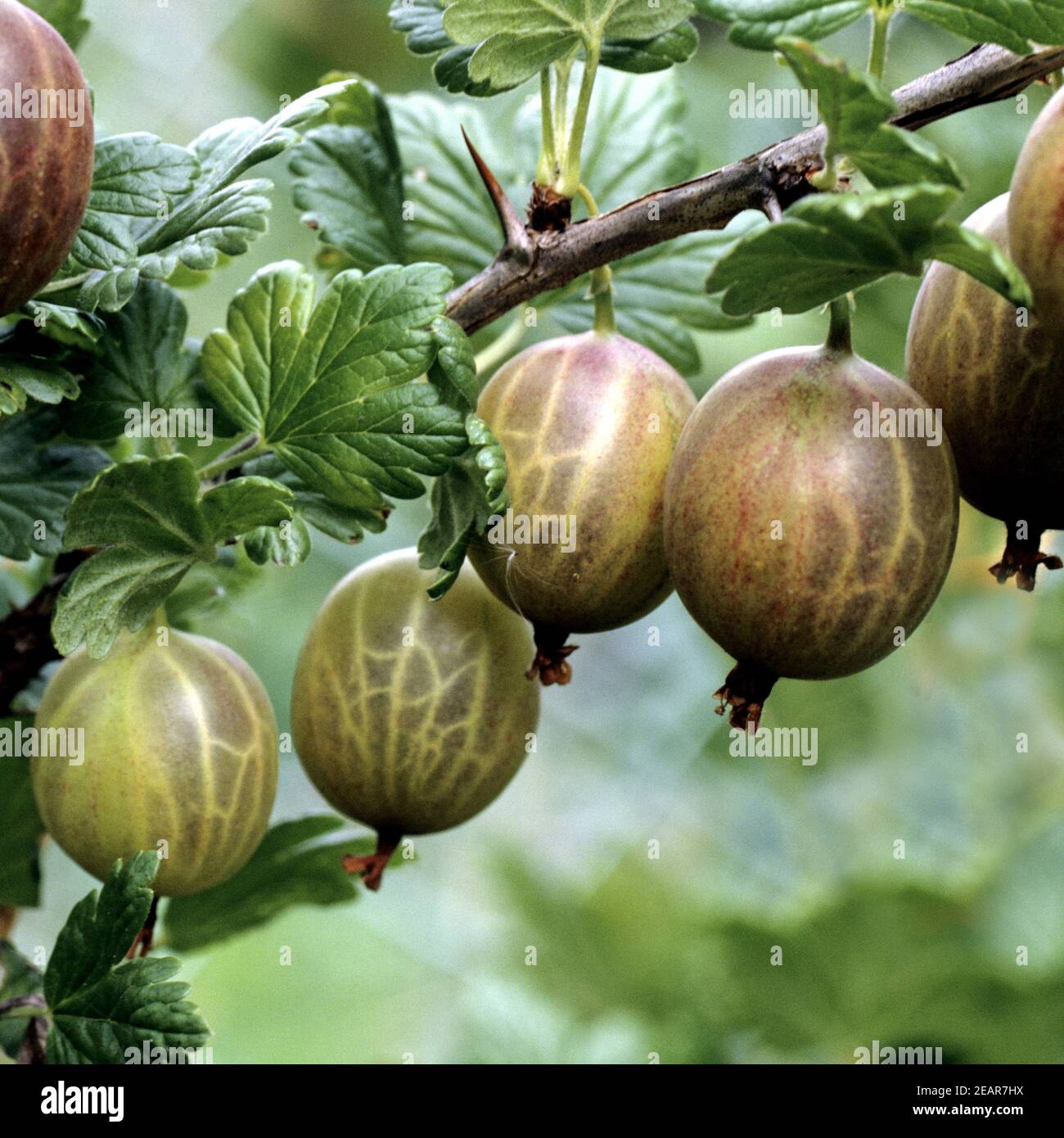 Stachelbeere strauch hi-res stock photography and images - Alamy