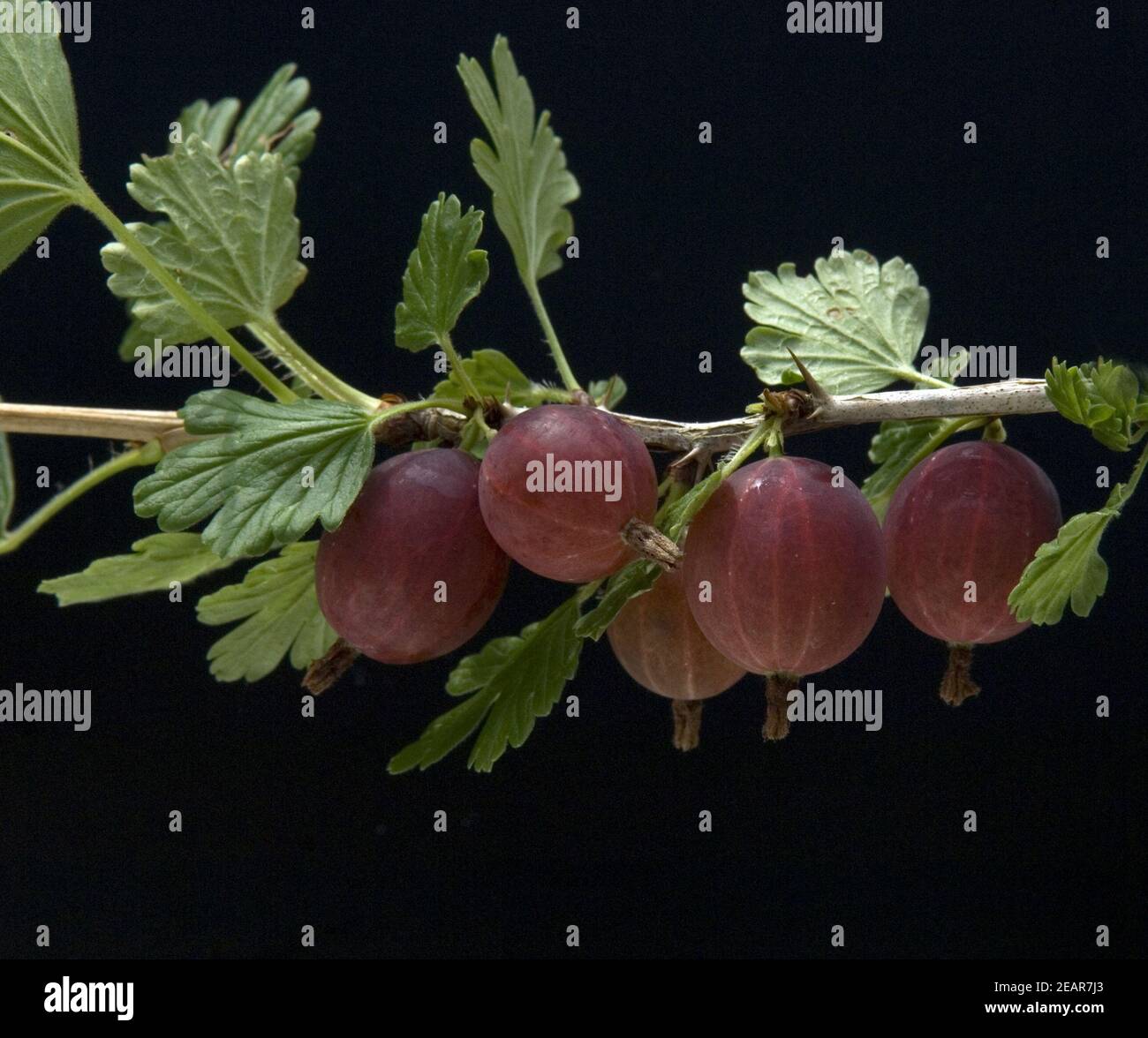 Stachelbeere strauch hi-res stock photography and images - Alamy