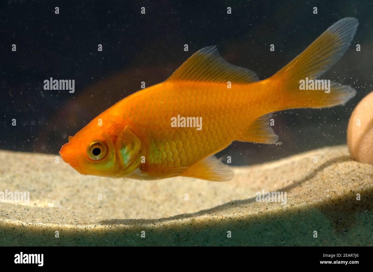 Goldfisch, Carassius gibelio, Suesswasserfisch Stock Photo - Alamy