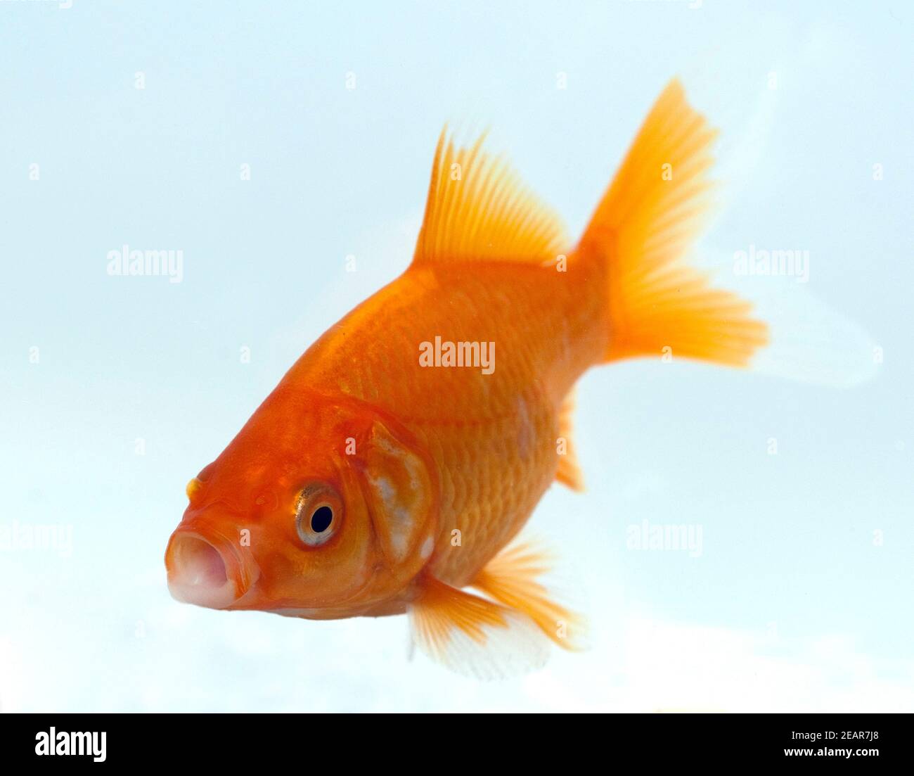 Goldfisch, Carassius gibelio, Suesswasserfisch Stock Photo - Alamy