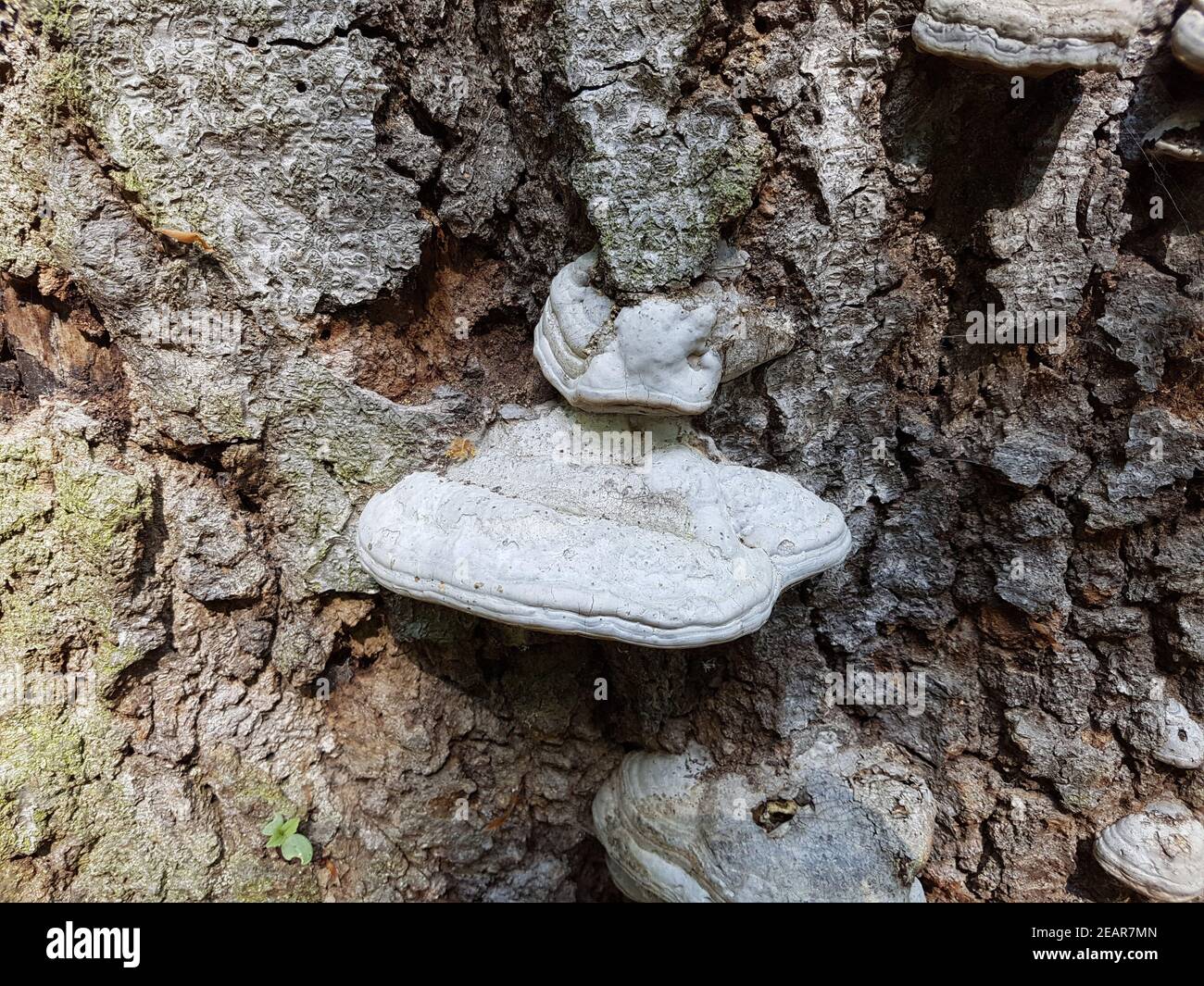 Urwald, Baumriesen, Baumpilze Stock Photo - Alamy