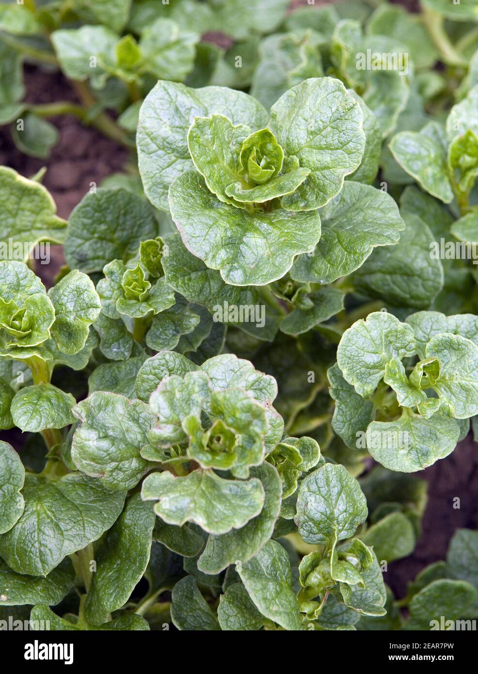 Ullucus tuberosus hi-res stock photography and images - Alamy