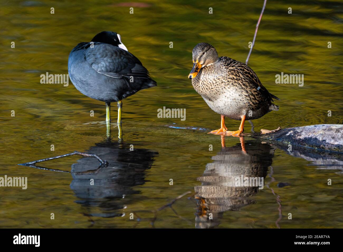 The mallard, Anas platyrhynchos is a dabbling duck. Here swimming in a ...