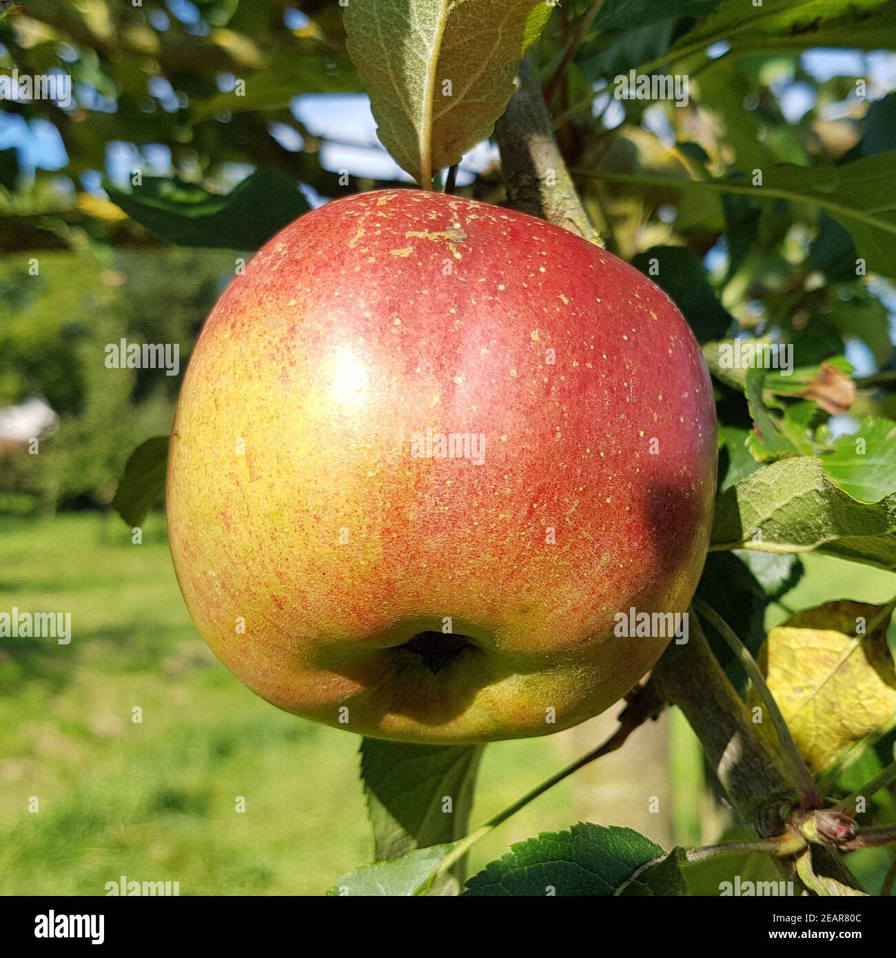 Melrose, Apfel, Malus, domestica, Alte Apfelsorte Stock Photo - Alamy