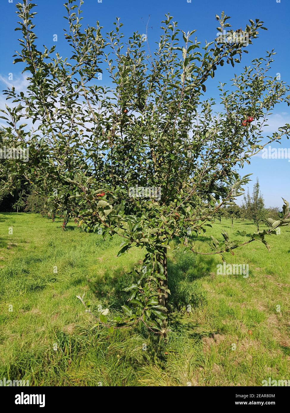 Melrose, Apfel, Malus, domestica, Alte Apfelsorte Stock Photo - Alamy