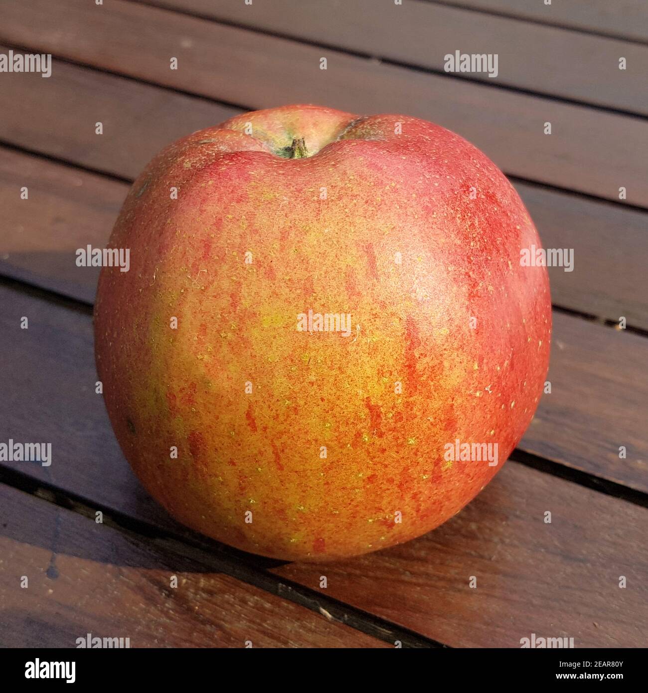 Melrose, Apfel, Malus, domestica, Alte Apfelsorte Stock Photo - Alamy