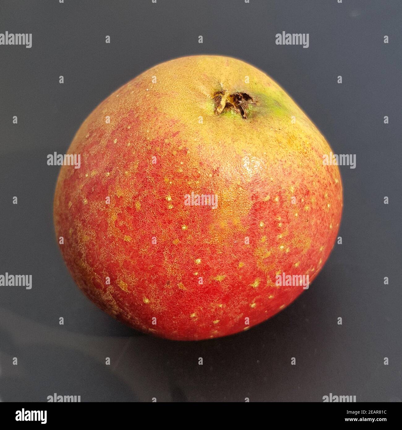 Melrose, Apfel, Malus, domestica, Alte Apfelsorte Stock Photo - Alamy
