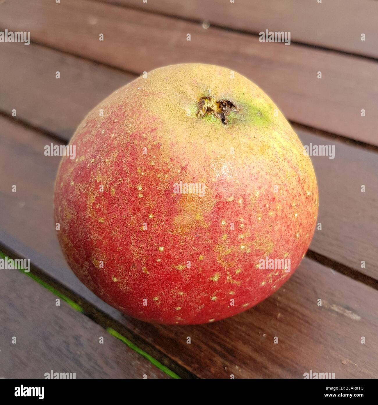 Melrose, Apfel, Malus, domestica, Alte Apfelsorte Stock Photo - Alamy
