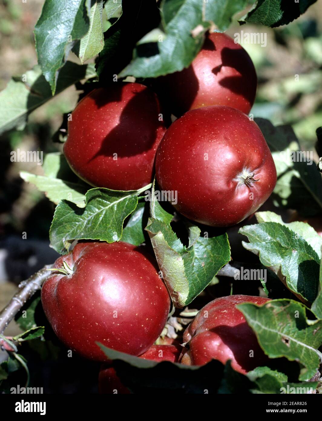 Jonathan x delicious hi-res stock photography and images - Alamy