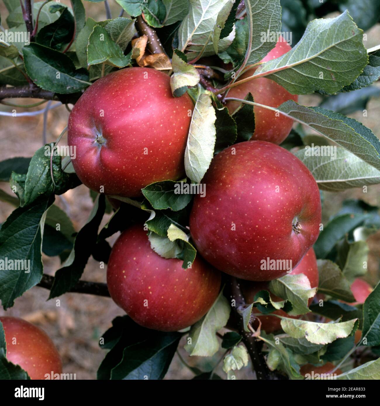 Melrose Apfel Stock Photo - Alamy