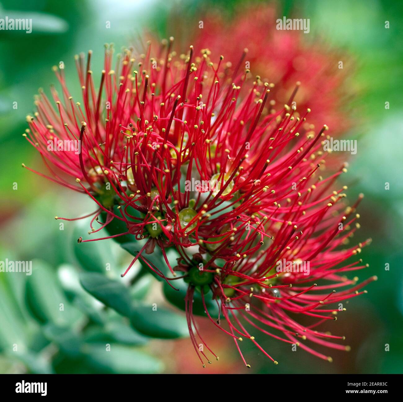 Metrosideros hi-res stock photography and images - Alamy