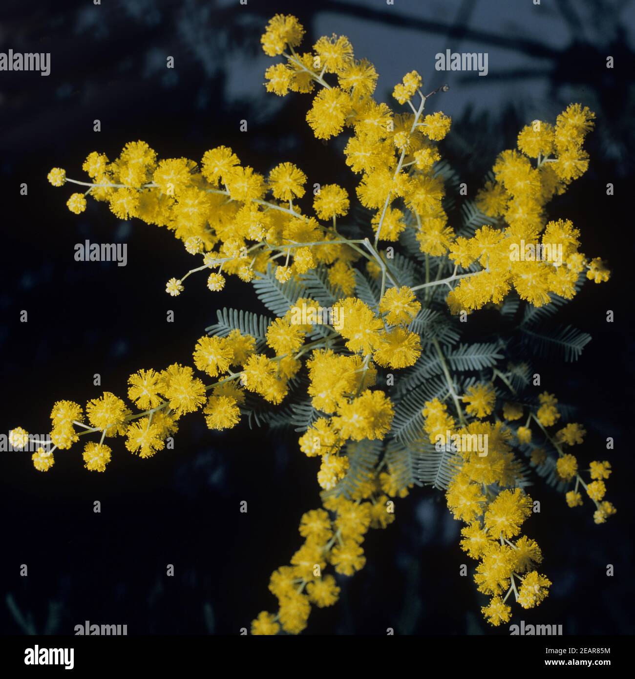 Mimosen hi-res stock photography and images - Alamy