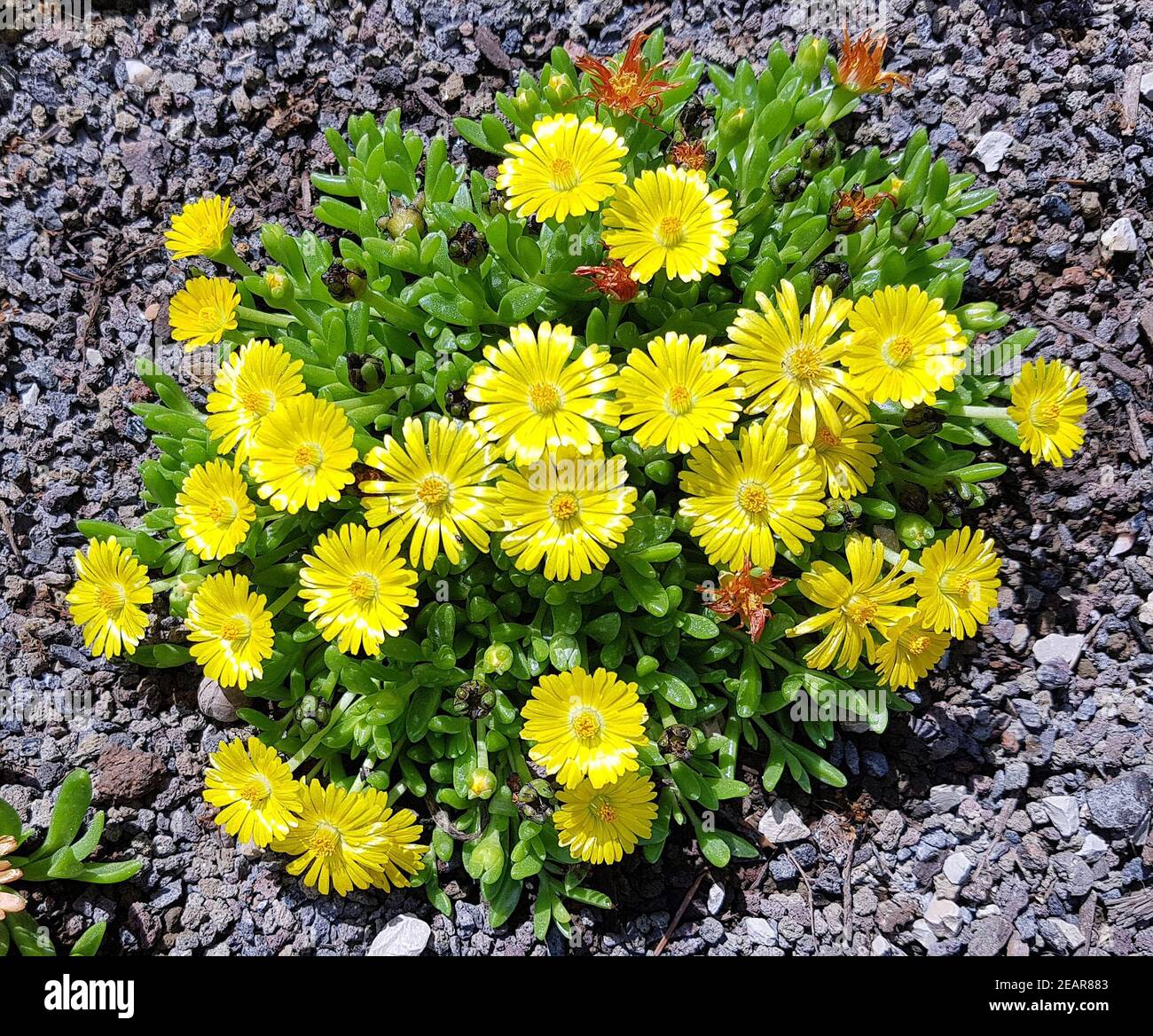 Dorotheanthus hi-res stock photography and images - Alamy