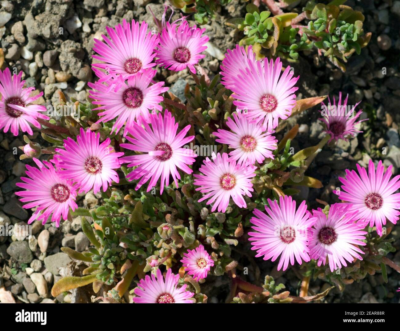 Dorotheanthus hi-res stock photography and images - Alamy