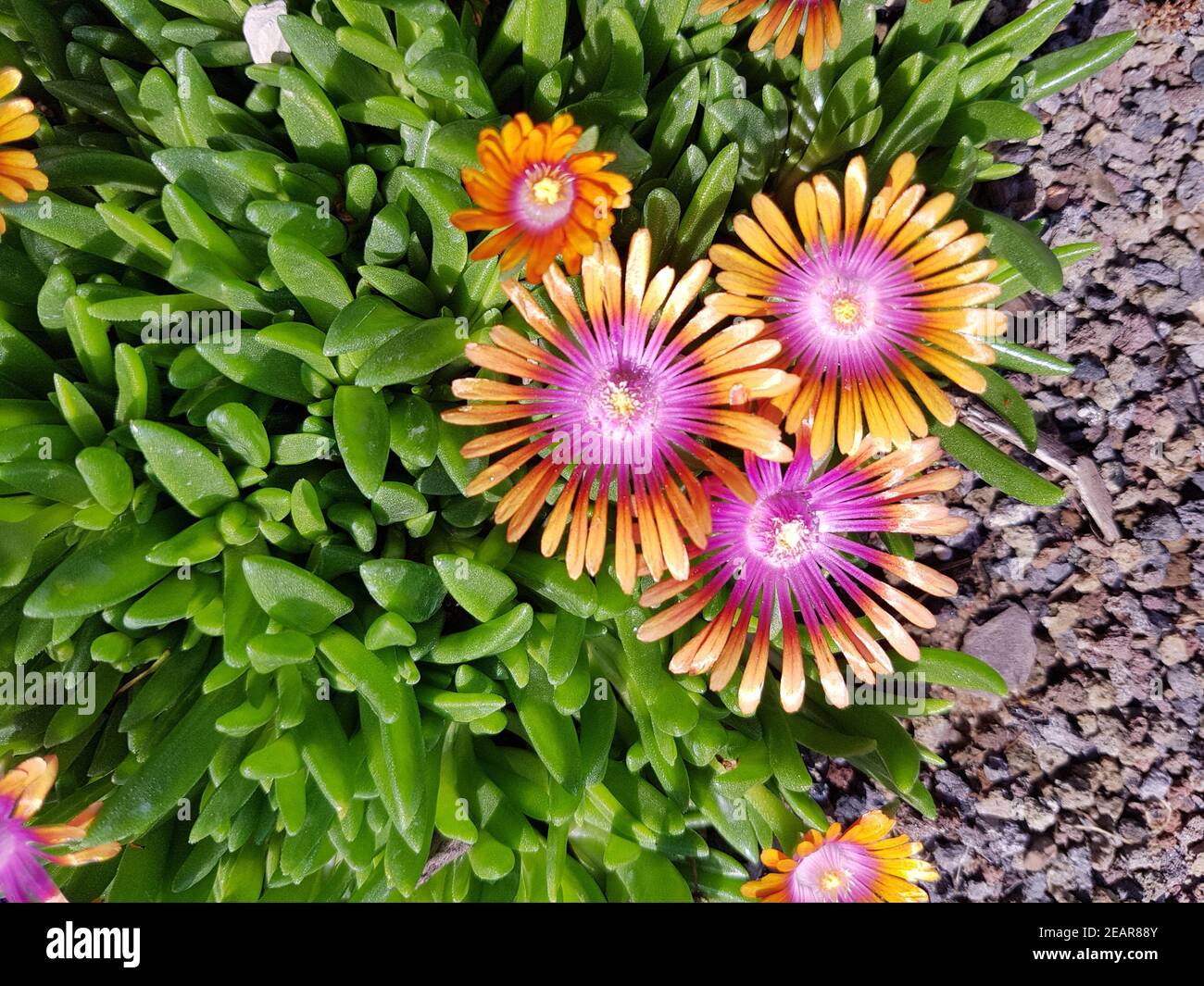 Dorotheanthus hi-res stock photography and images - Alamy
