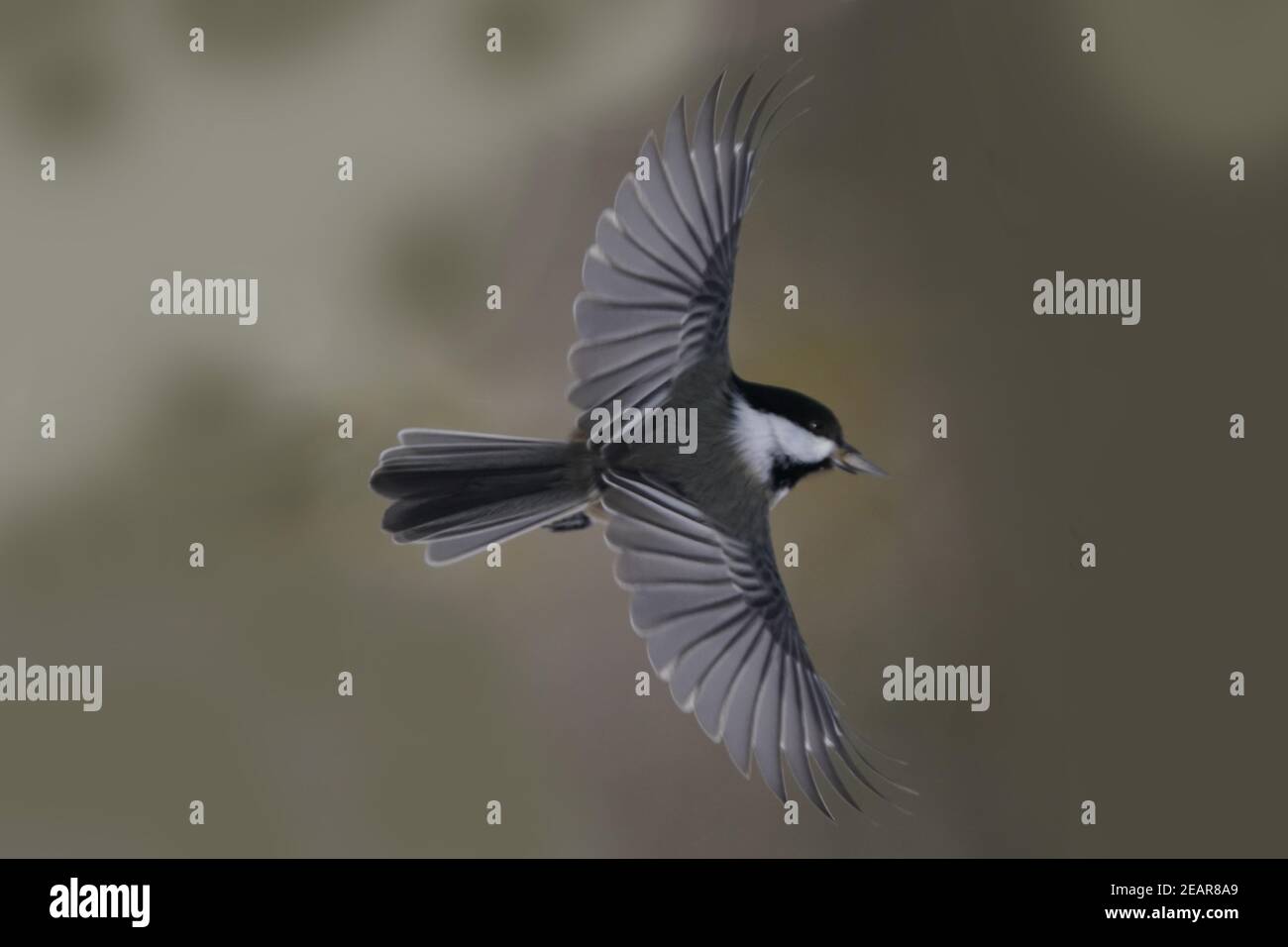 Black capped chickadee flock hi-res stock photography and images - Alamy
