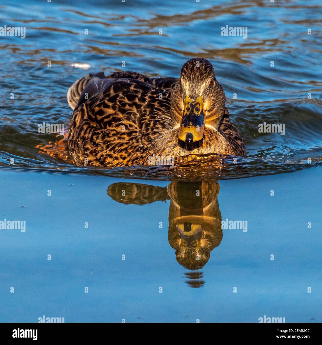 The mallard, Anas platyrhynchos is a dabbling duck. Here swimming in a ...