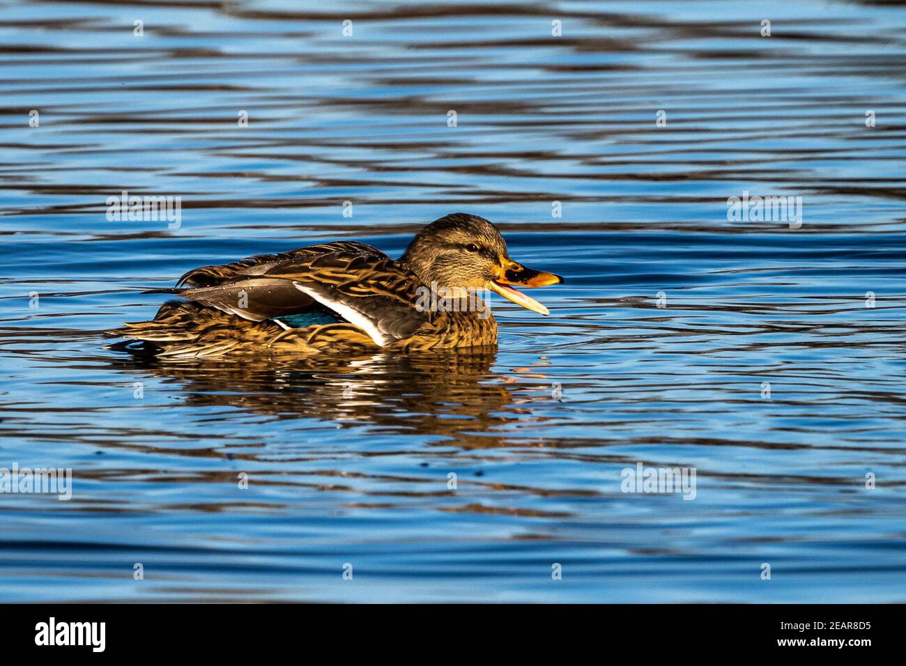 The mallard, Anas platyrhynchos is a dabbling duck. Here swimming in a ...