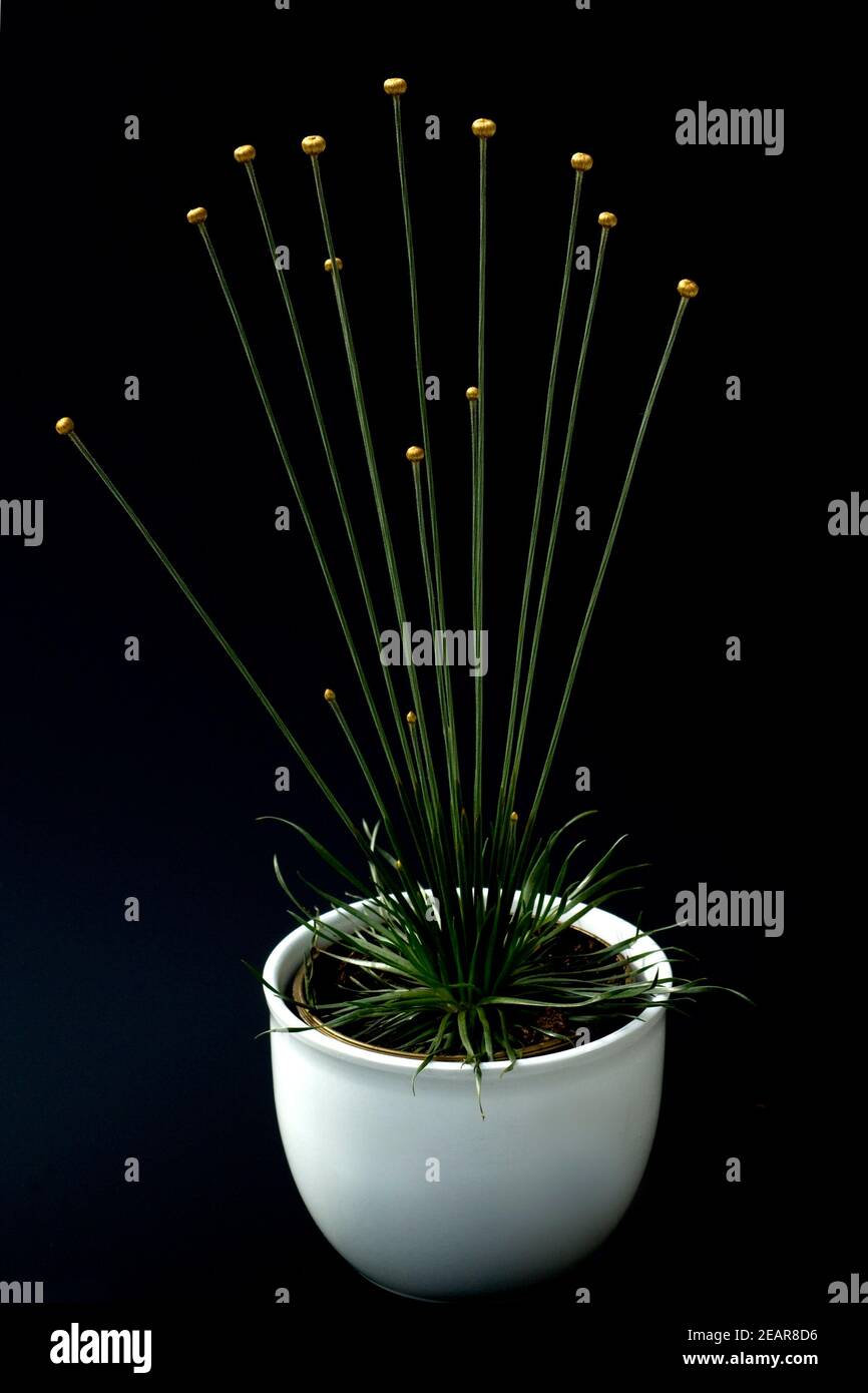 Syngonanthus chrysanthus mikado hi-res stock photography and images - Alamy