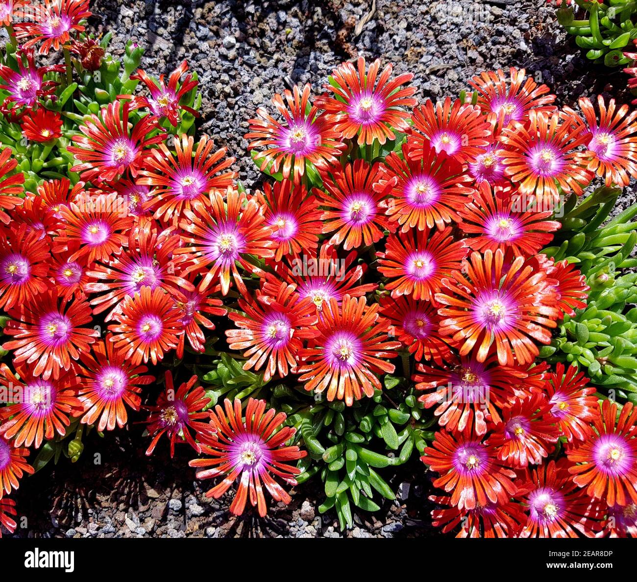 Blume alpenblume hi-res stock photography and images - Alamy