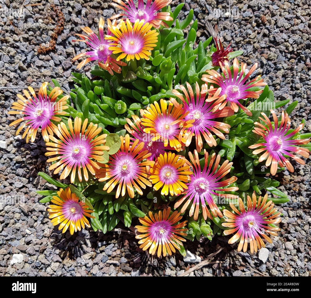 Dorotheanthus hi-res stock photography and images - Alamy