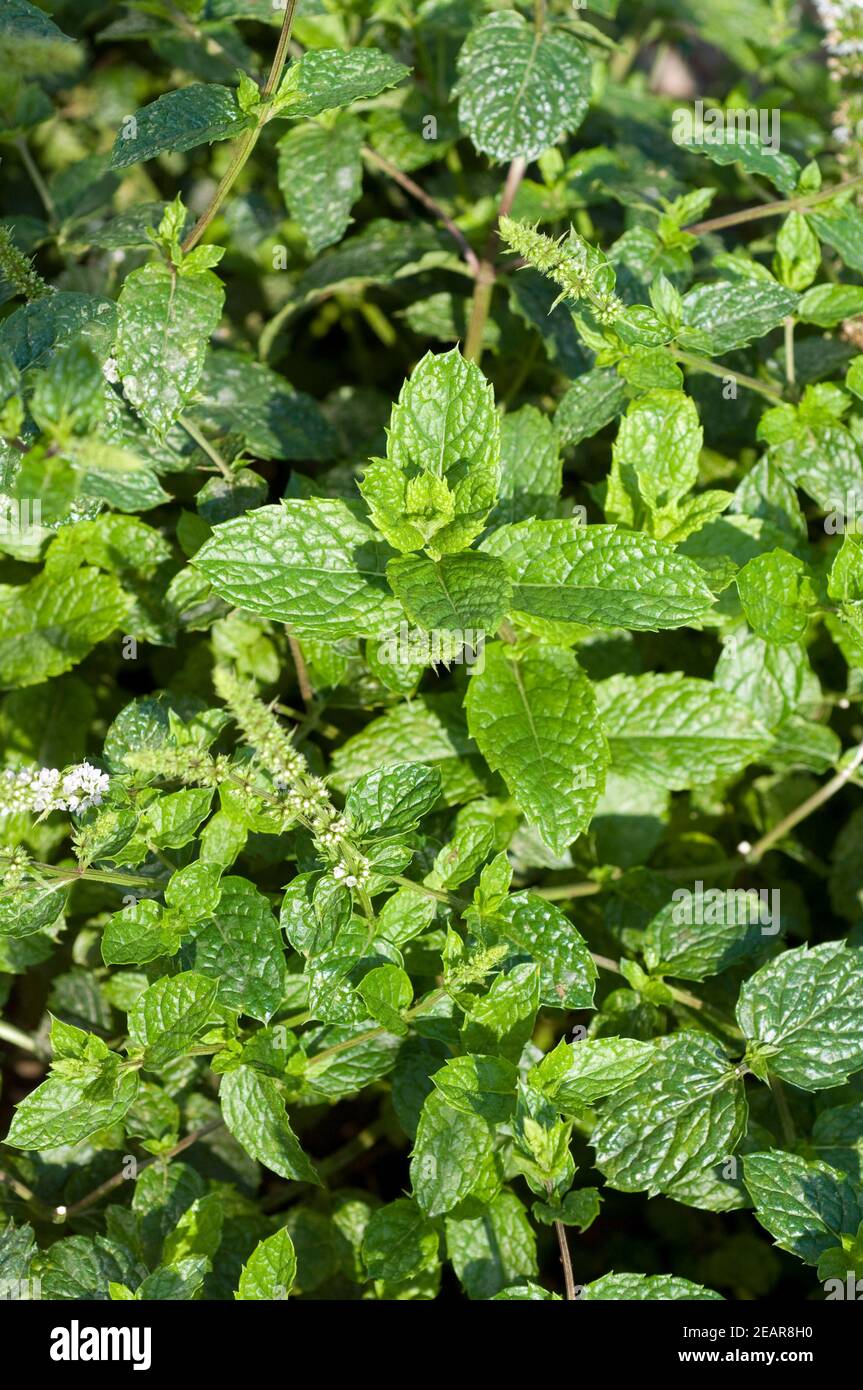 Mojito Minze, Mentha species Stock Photo - Alamy