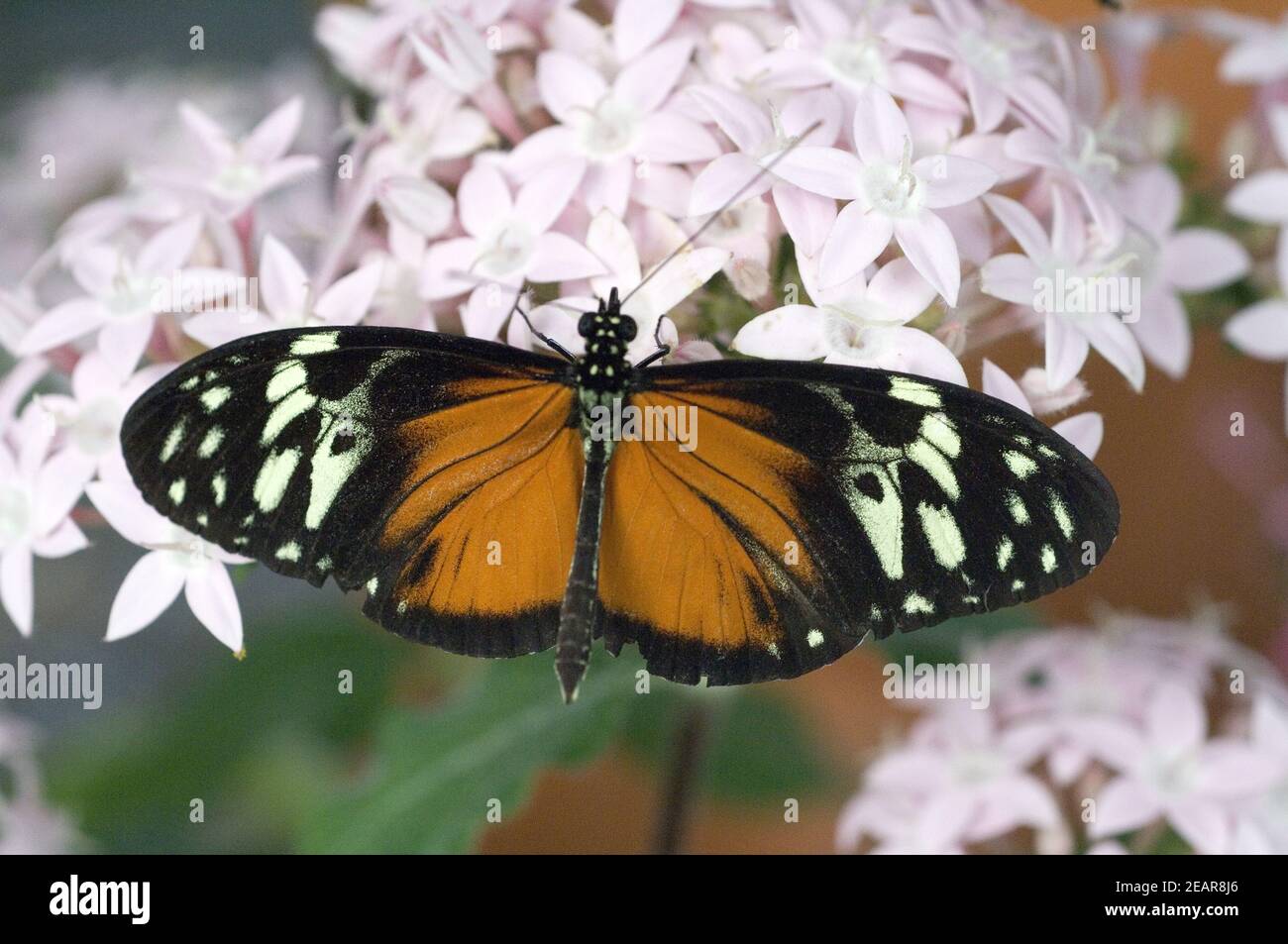 Monarch, Monarchfalter, Danaus, plexippu Stock Photo - Alamy
