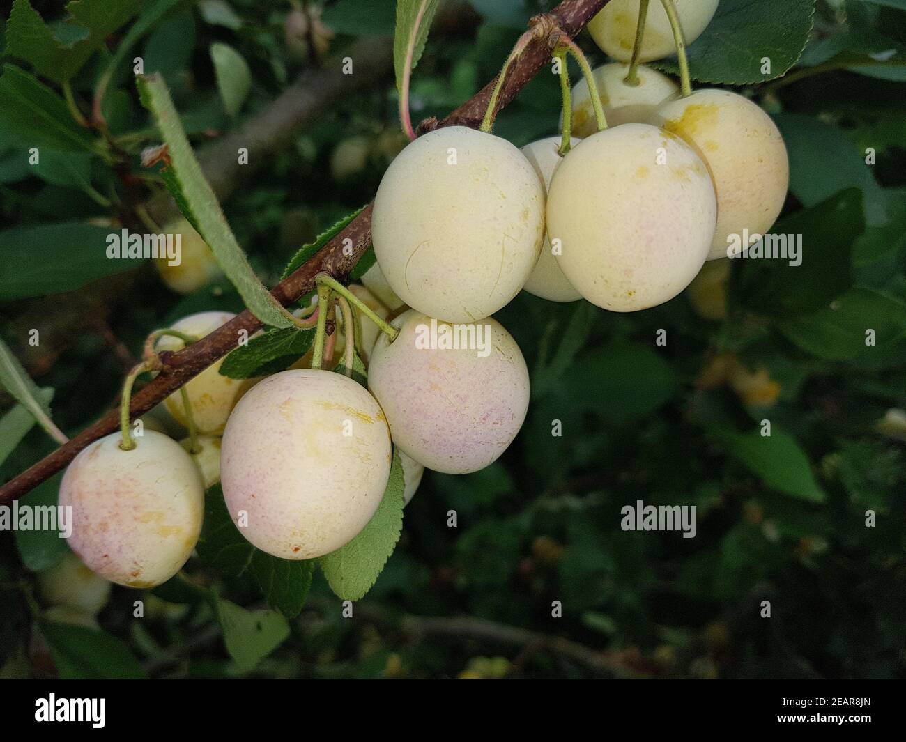 Plant prunus fruit mirabelle prunus domestica hi-res stock photography ...