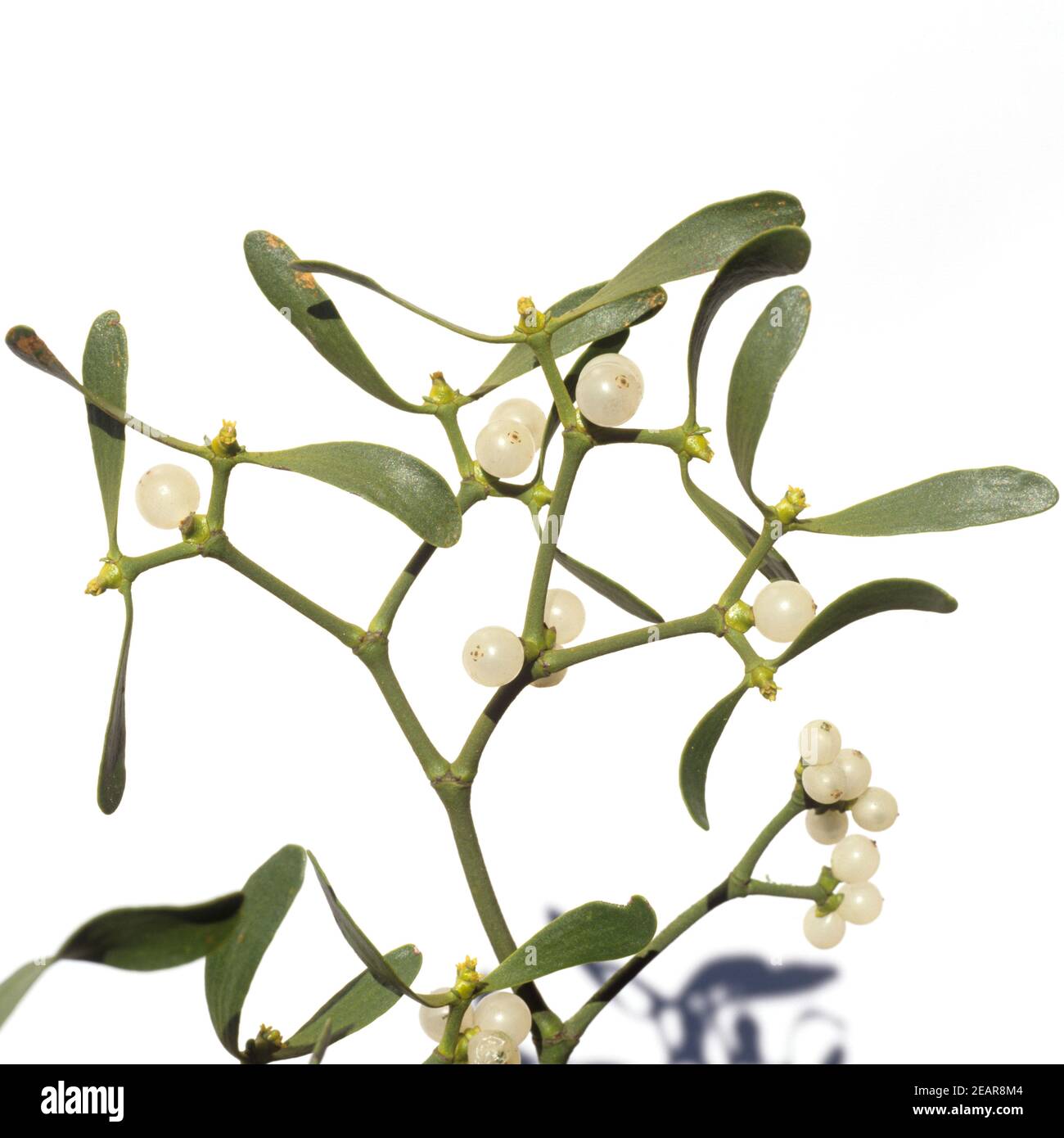 Mistel hi-res stock photography and images - Alamy